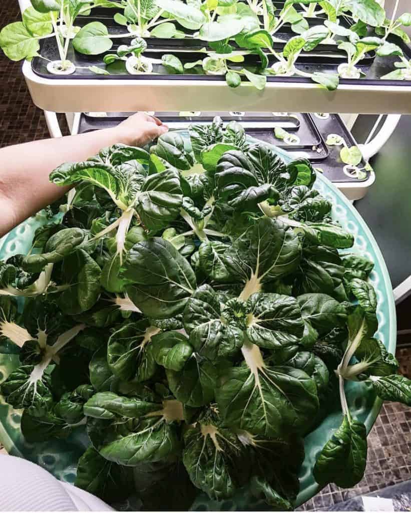 Welcome to (Plant) Motherhood! - Makchic